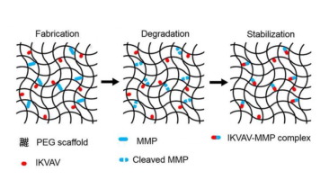 Mechanical Stabilization of Proteolytically Degradable Polyethylene ...