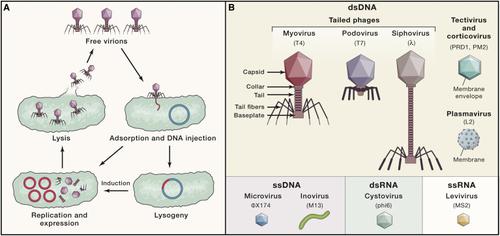 当代噬菌体生物学：从经典模型到新见解。,Cell - X-MOL