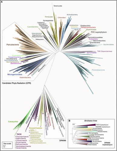 Major New Microbial Groups Expand Diversity and Alter our Understanding ...