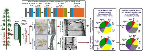 Development of distinct cell wall layers both in primary and secondary ...