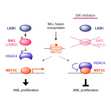 LKB1, Salt-Inducible Kinases, and MEF2C Are Linked Dependencies in ...
