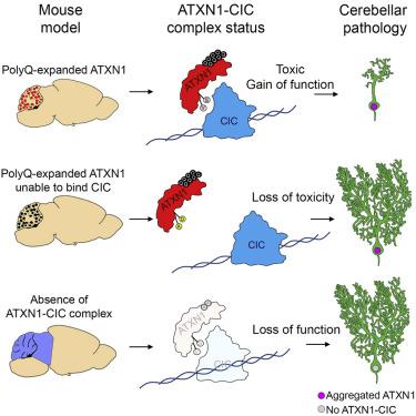 ATXN1-CIC Complex Is the Primary Driver of Cerebellar Pathology in ...