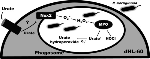 Uric acid disrupts hypochlorous acid production and the bactericidal ...
