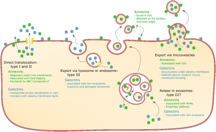 Unconventional secretion of annexins and galectins,Seminars in Cell ...