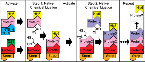 Programmed Protein Self-Assembly Driven by Genetically Encoded Intein ...