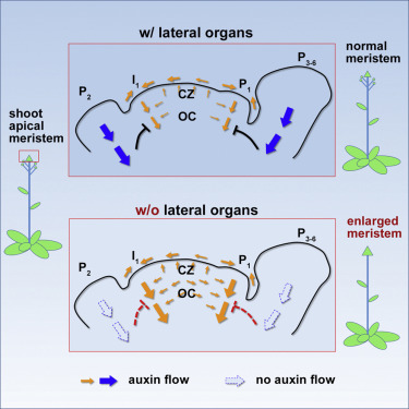 Feedback from Lateral Organs Controls Shoot Apical Meristem Growth by ...