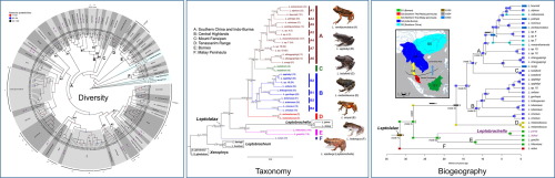 Large-scale phylogenetic analyses provide insights into unrecognized ...