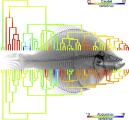 Revised classification of the righteye flounders (Teleostei ...
