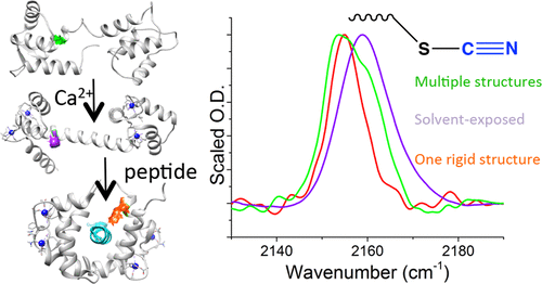 Conformational Ensembles of Calmodulin Revealed by Nonperturbing Site ...