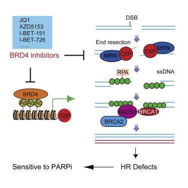 BRD4 Inhibition Is Synthetic Lethal with PARP Inhibitors through the ...