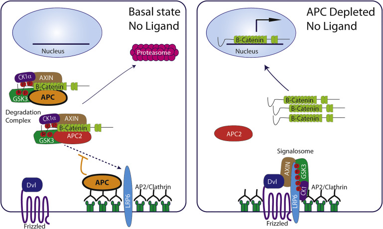 APC Moonlights to Prevent Wnt Signalosome Assembly,Developmental Cell ...