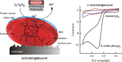A human whole blood chemically modified electrode for the hydrogen ...
