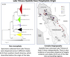 The Hyalella (Crustacea: Amphipoda) species cloud of the ancient Lake ...