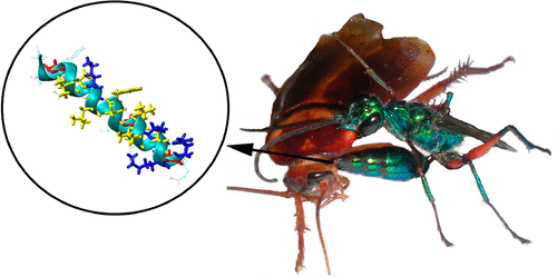 Ampulexins: A New Family of Peptides in Venom of the Emerald Jewel Wasp ...