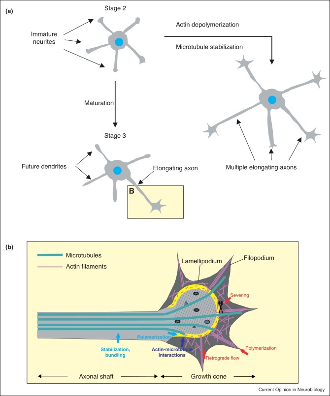 Cytoskeleton dynamics in axon regeneration,Current Opinion in ...
