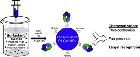 Impact of surfactants on the target recognition of Fab-conjugated PLGA ...