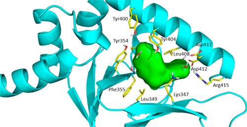 Neutron Crystallography Detects Differences in Protein Dynamics ...