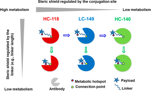 Modulating Antibody–Drug Conjugate Payload Metabolism by Conjugation ...