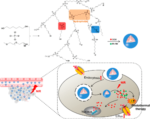 Enzyme Degradable Hyperbranched Polyphosphoester Micellar Nanomedicines ...