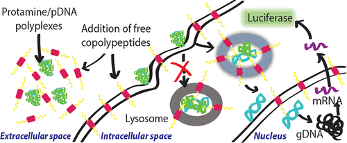 Design of Free Triblock Polylysine-b-Polyleucine-b-Polylysine Chains ...