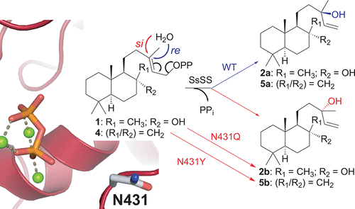 Changing Face: A Key Residue for the Addition of Water by Sclareol ...