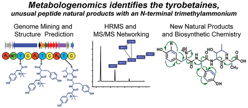 Discovery of the Tyrobetaine Natural Products and Their Biosynthetic ...