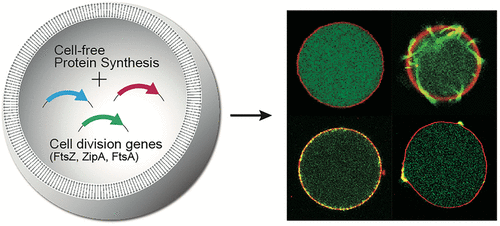 De Novo Synthesis of Basal Bacterial Cell Division Proteins FtsZ, FtsA ...