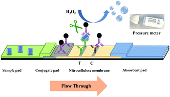 Lateral flow assay with pressure meter readout for rapid point-of-care ...