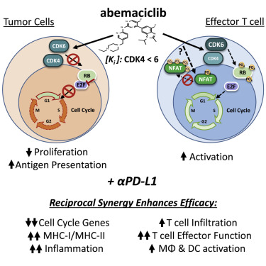 The CDK4/6 Inhibitor Abemaciclib Induces a T Cell Inflamed Tumor ...