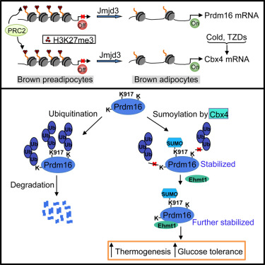 Cbx4 Sumoylates Prdm16 to Regulate Adipose Tissue Thermogenesis.,Cell ...