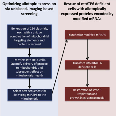 修饰的mRNA编码的蛋白质的最佳线粒体靶向拯救了mtATP6中携带突变的细胞。,Cell Reports - X-MOL