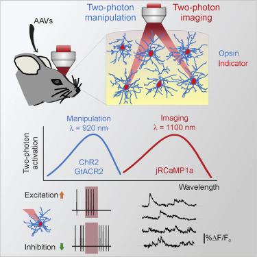 Two-Photon Bidirectional Control and Imaging of Neuronal Excitability ...