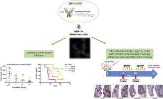EV20-mediated delivery of cytotoxic auristatin MMAF exhibits potent ...