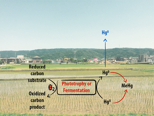 Heliobacteria Reveal Fermentation As a Key Pathway for Mercury ...