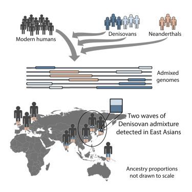 Analysis of Human Sequence Data Reveals Two Pulses of Archaic Denisovan ...