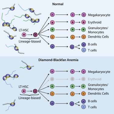 Ribosome Levels Selectively Regulate Translation and Lineage Commitment ...