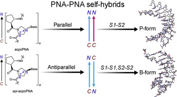 Insight into a conformation of the PNA-PNA duplex with (2'R,4'R)- and ...