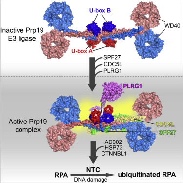 Prp19/Pso4 Is an Autoinhibited Ubiquitin Ligase Activated by Stepwise Assembly of Three Splicing ...