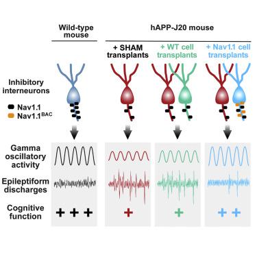 Nav1.1过表达的Interneuron移植可恢复阿尔茨海默氏病小鼠模型的脑节律和认知能力。,Neuron - X-MOL