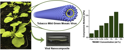 Green nanofillers: Plant virus reinforcement in hydrophilic polymer ...