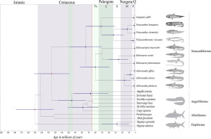 Phylogenetic analysis shows the general diversification pattern of deep ...