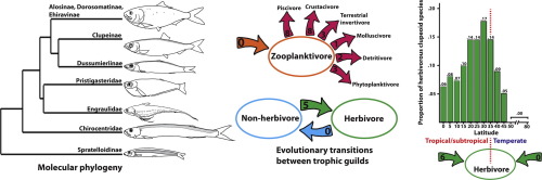 Phylogenetic analysis of trophic niche evolution reveals a latitudinal ...