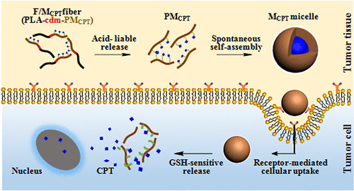 Acid-Labile Degradation of Injectable Fiber Fragments to Release ...