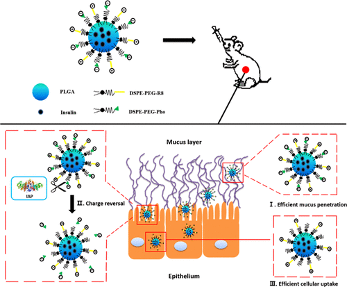 Biomimetic Viruslike and Charge Reversible Nanoparticles to ...