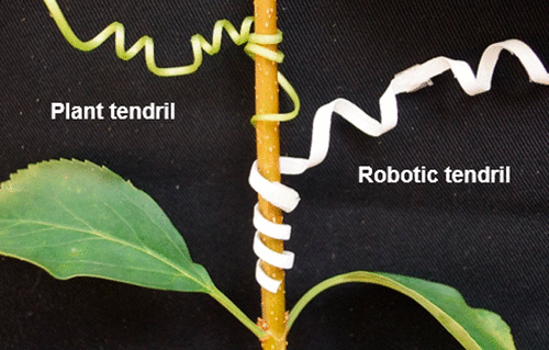 Soft Tendril-Inspired Grippers: Shape Morphing of Programmable Polymer ...