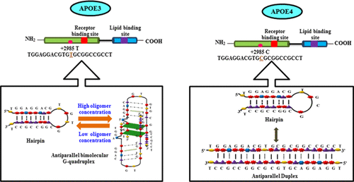 Structural Switch from Hairpin to Duplex/Antiparallel G-Quadruplex at ...