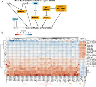 Distinct transcriptomic changes in E14.5 mouse skeletal muscle lacking ...