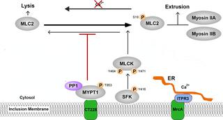 Chlamydia trachomatis inclusion membrane protein MrcA interacts with ...