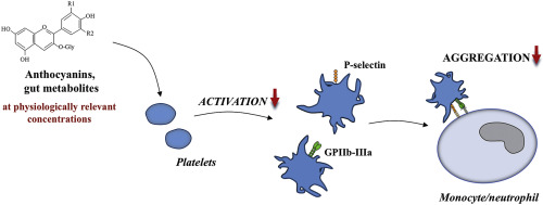 花青素及其肠道代谢产物对二磷酸腺苷诱导的血小板活化及其与单核细胞和嗜中性粒细胞聚集的影响,Archives of Biochemistry ...