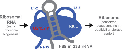 Molecular Determinants for 23S rRNA Recognition and Modification by the ...